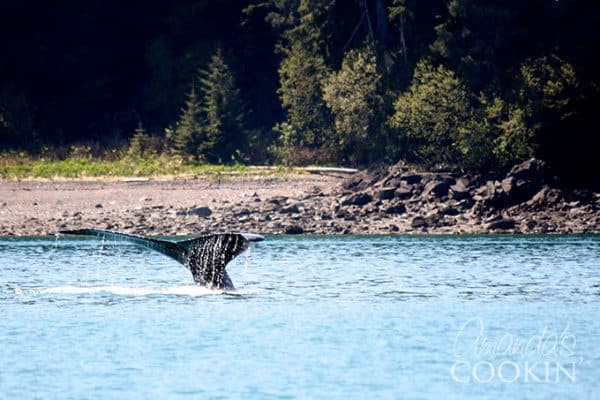 Icy Strait Point Whale Watching and Seafood Feast
